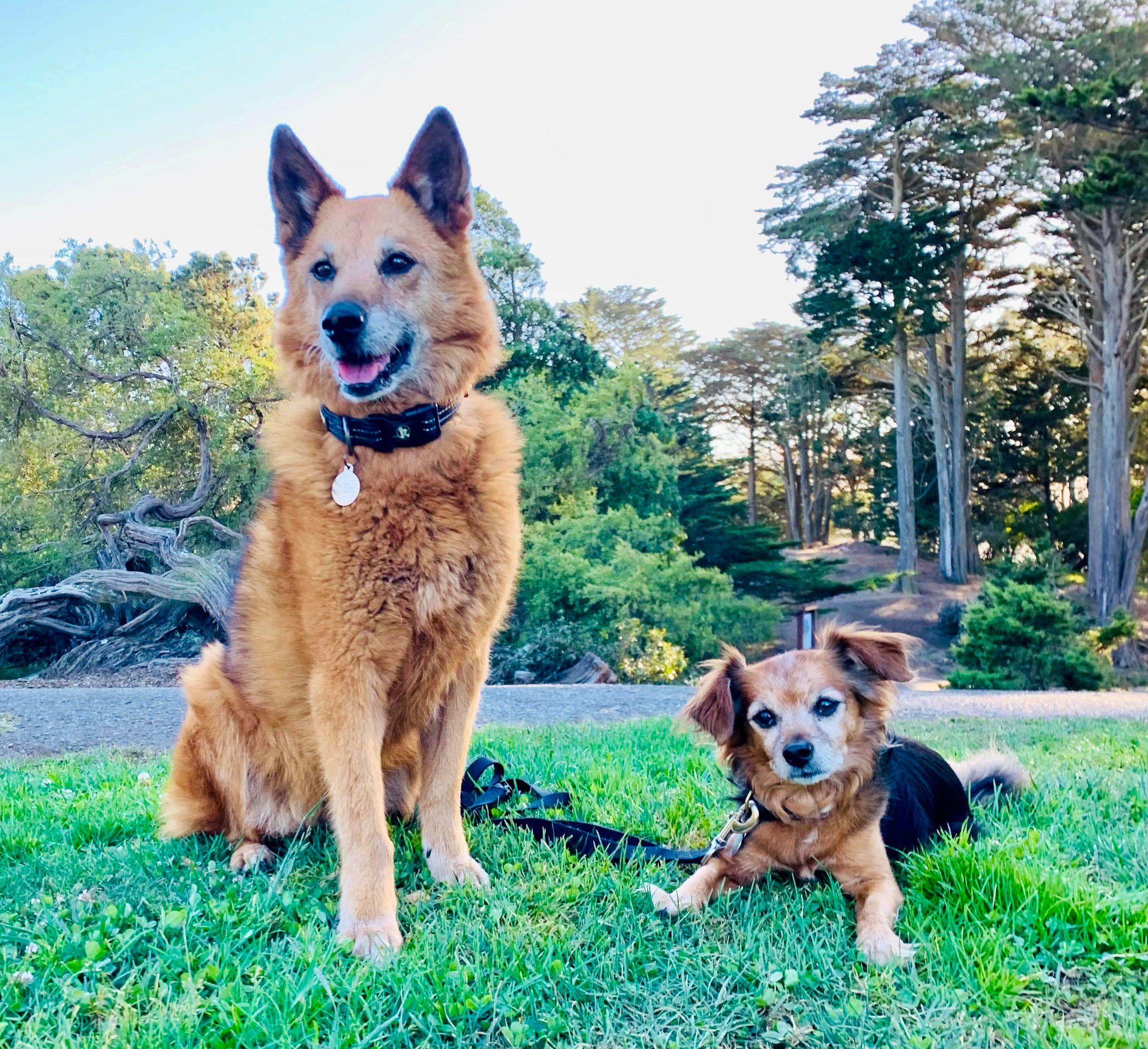 Plant-Powered Dogs Can Be Healthy and Happy Eating Meatless Meals